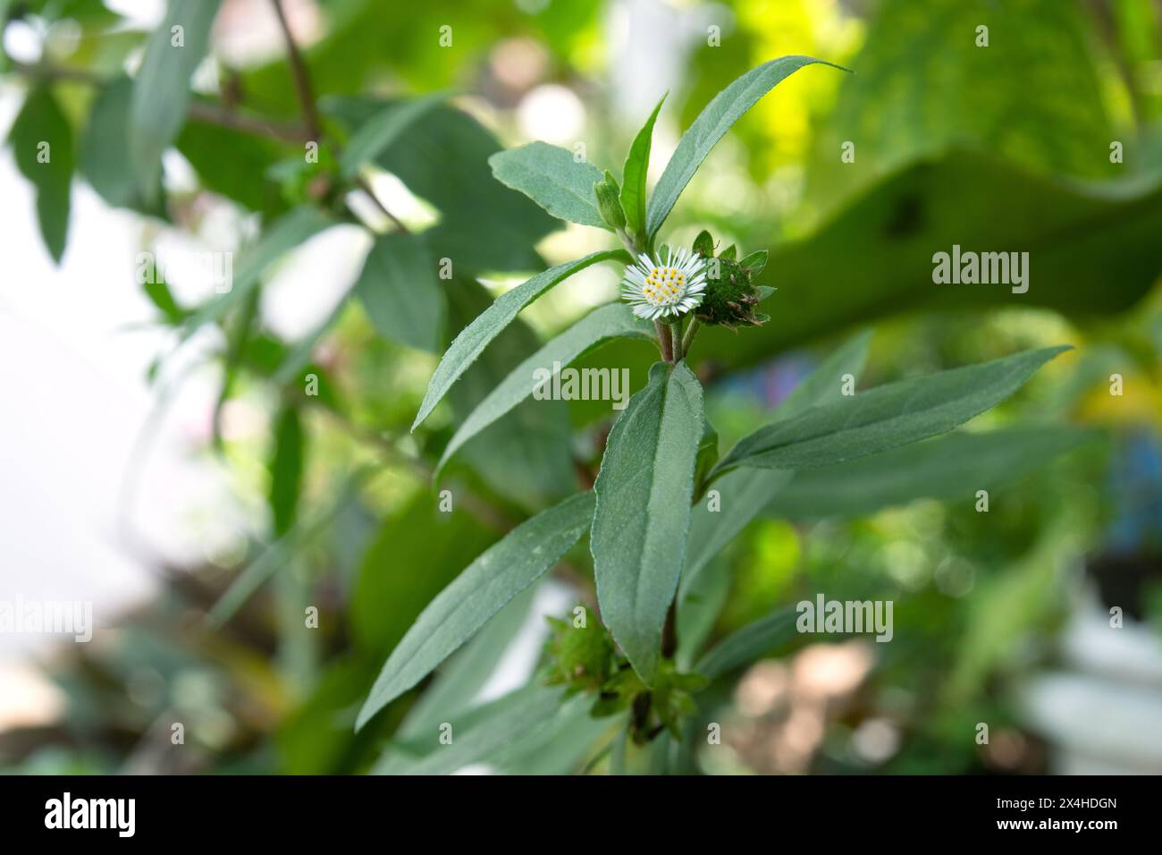 False daisy. Eclipta alba. Karisalankanni. yerba de tago. Eclipta ...