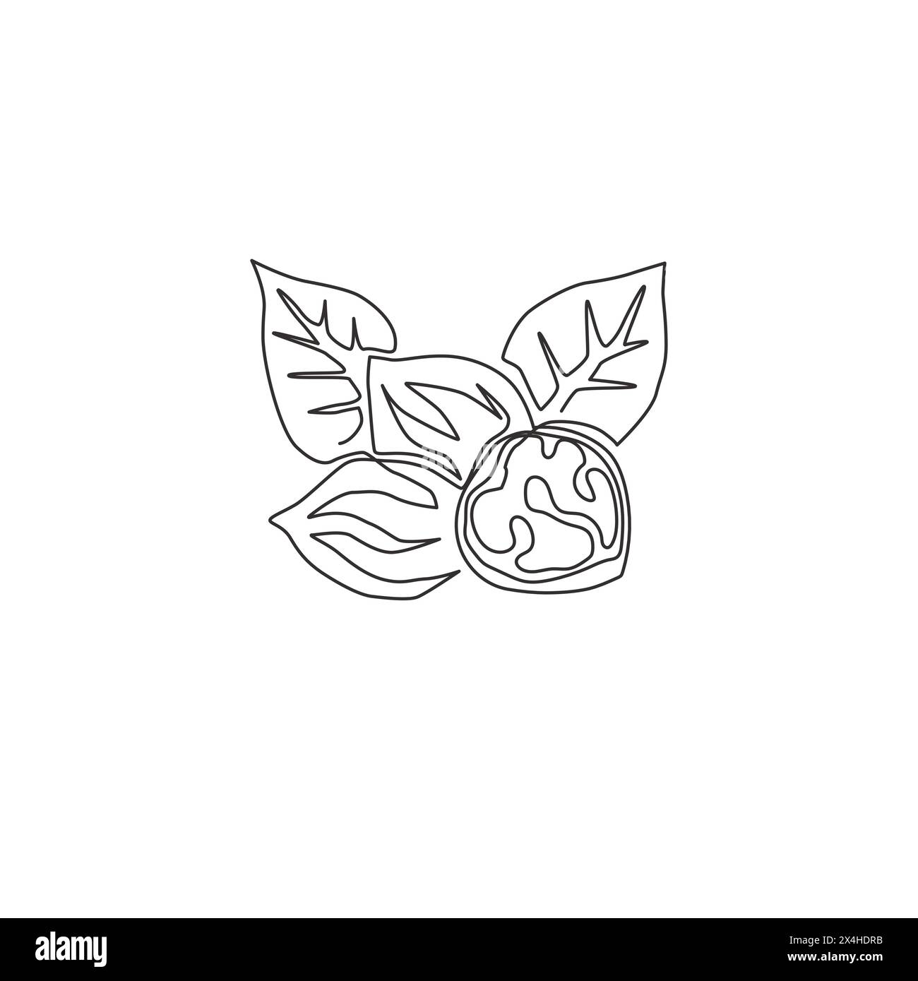 One single line drawing of whole healthy organic walnut food and leaves ...