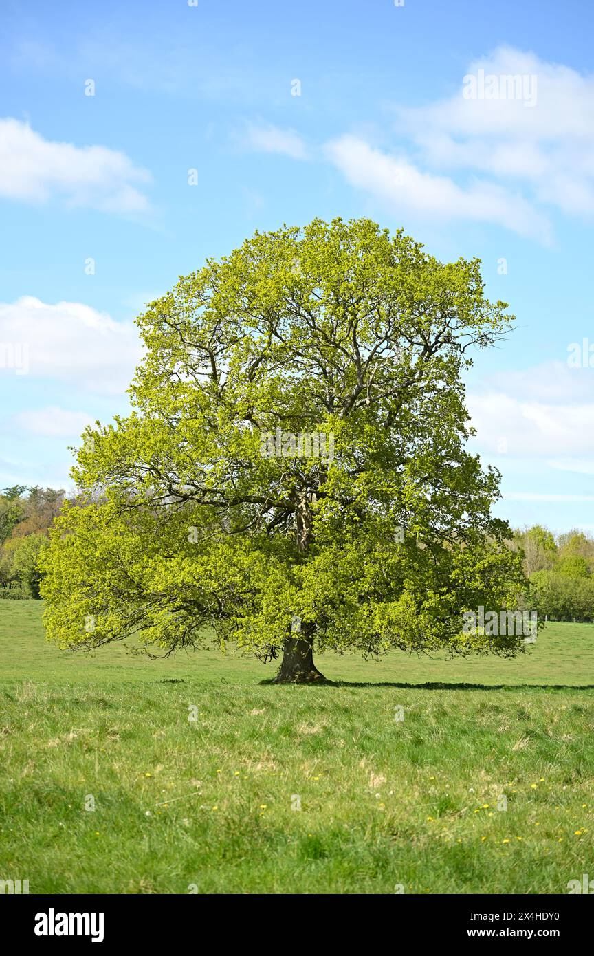 Fresh spring leaves on Common English oak tree Quercus robur in grass ...