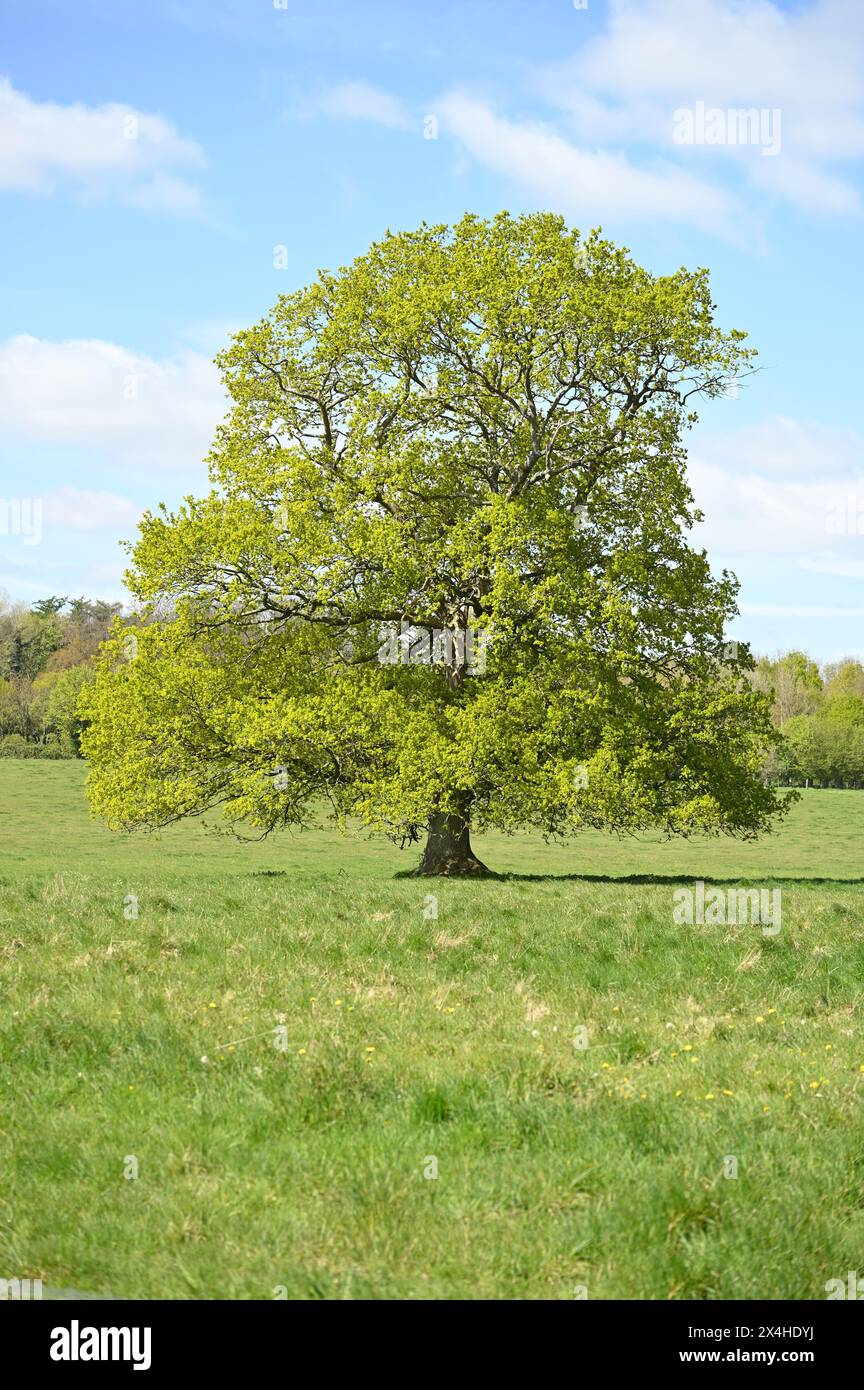 Fresh spring leaves on Common English oak tree Quercus robur in grass ...