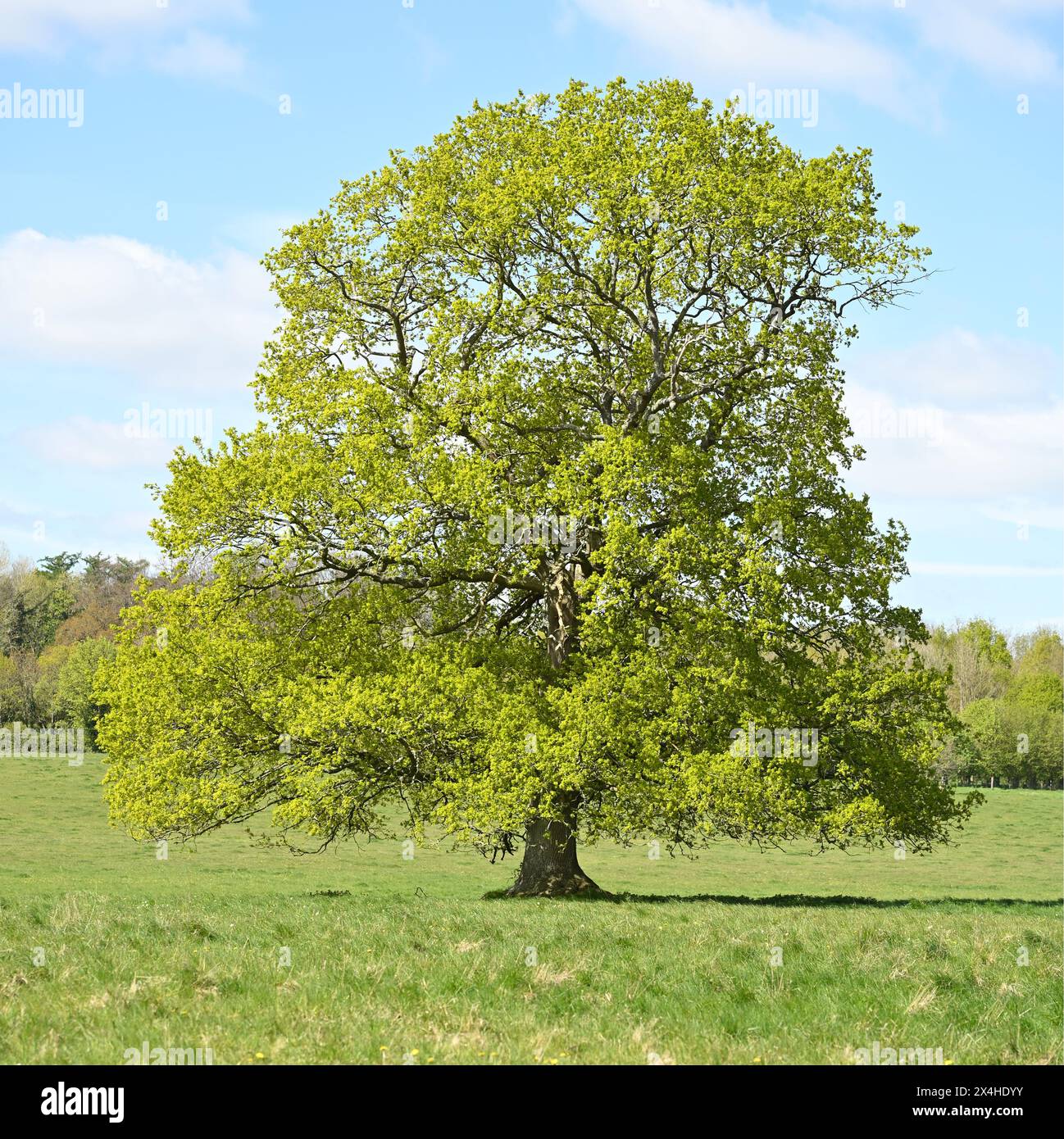 Fresh spring leaves on Common English oak tree Quercus robur in grass ...
