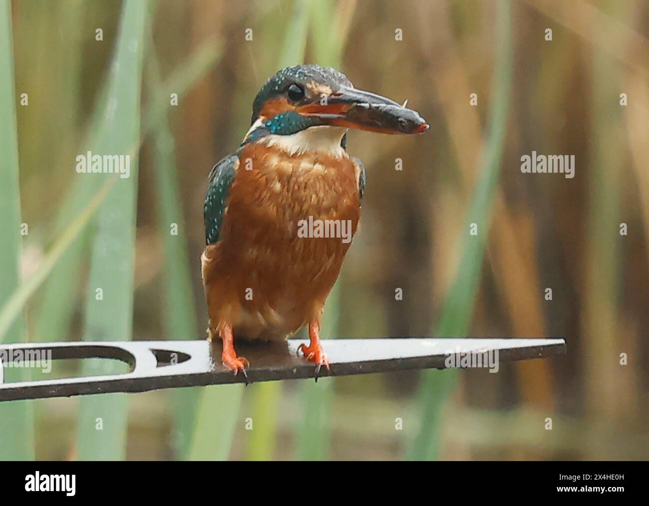 Purfleet Essex, UK. 03rd May, 2024. Kingfisher with fish at RSPB ...