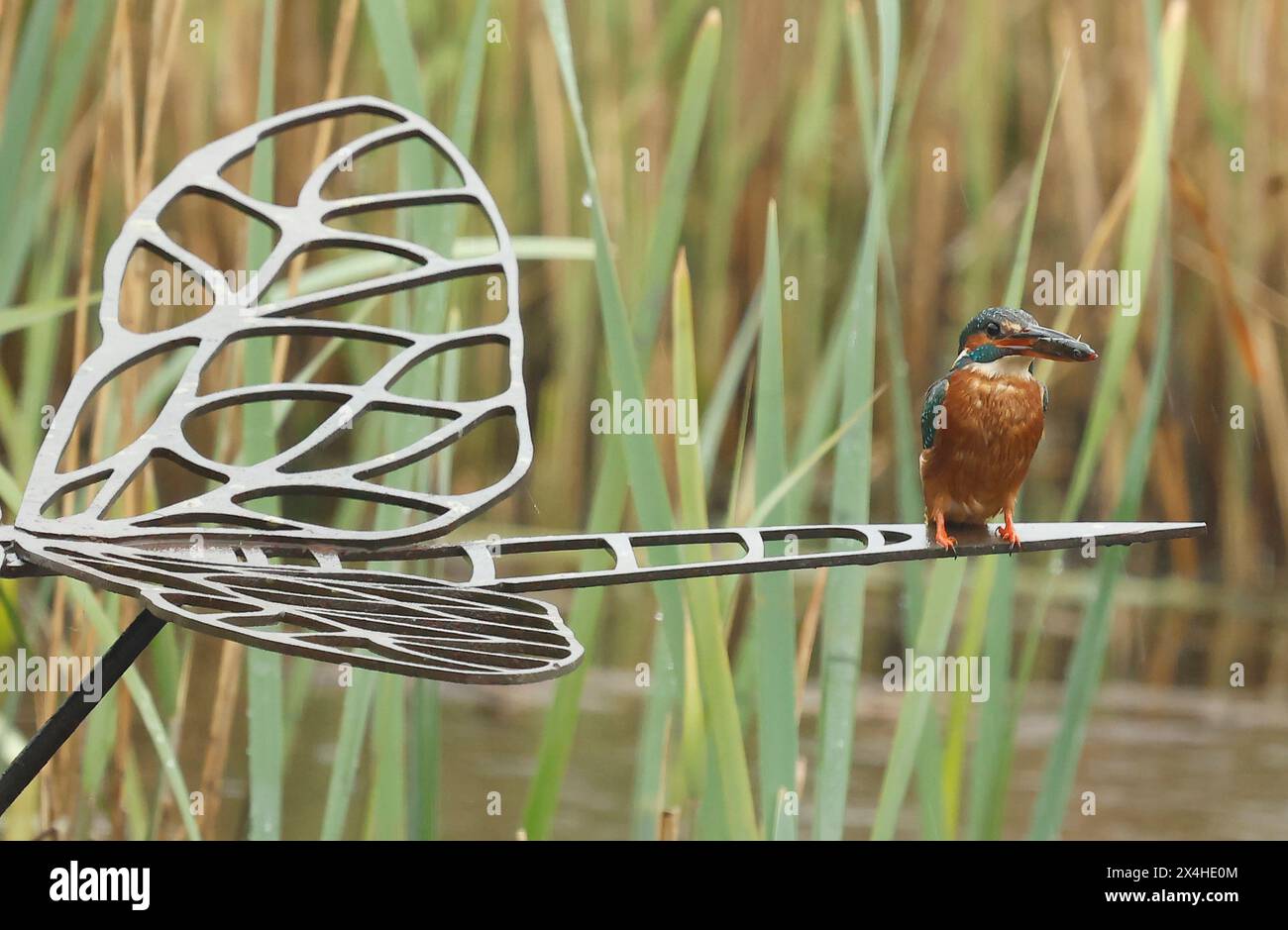 Kingfisher with fish at RSPB Rainham Marshes Nature Reserve , Purfleet ...