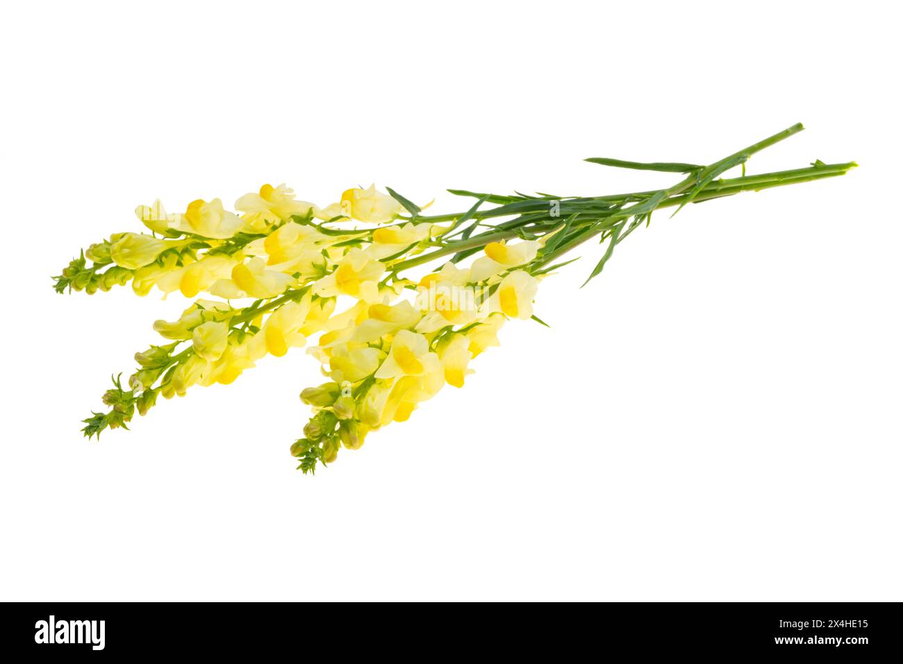 snapdragon yellow isolated on white background Stock Photo - Alamy