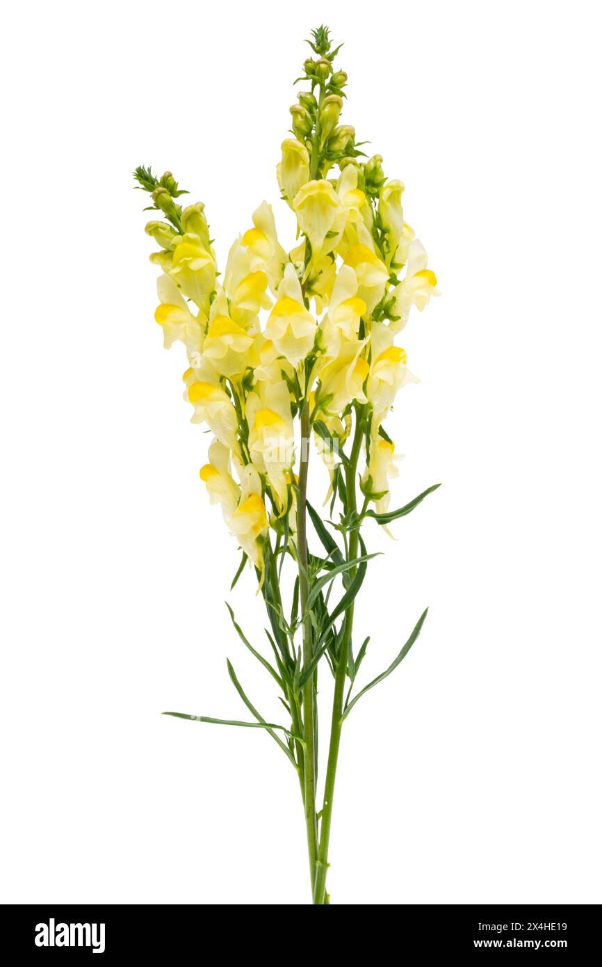 snapdragon yellow isolated on white background Stock Photo - Alamy