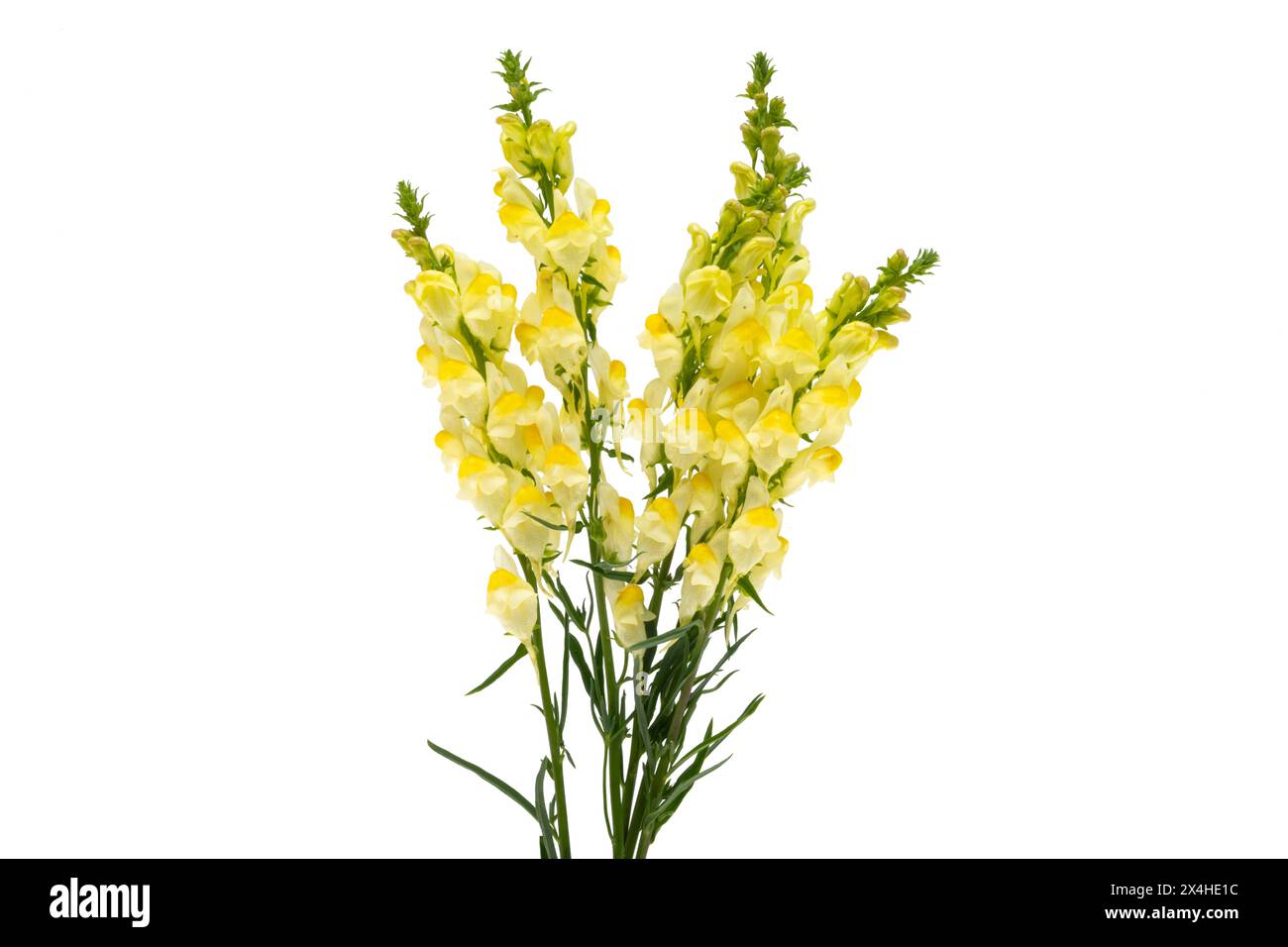 snapdragon yellow isolated on white background Stock Photo - Alamy