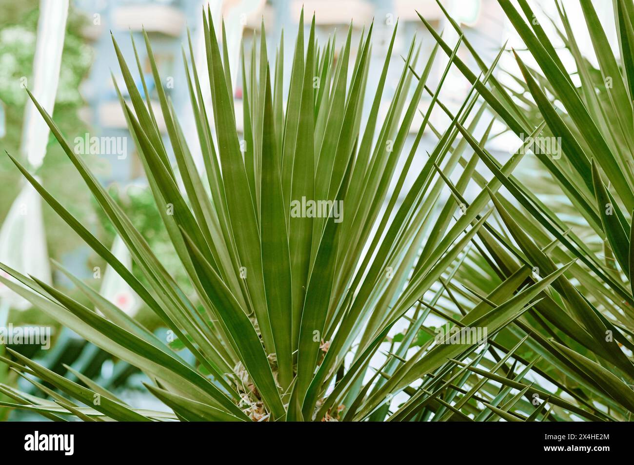The leaf of a palm tree. WASHINGTONIA FILIFERA Stock Photo - Alamy