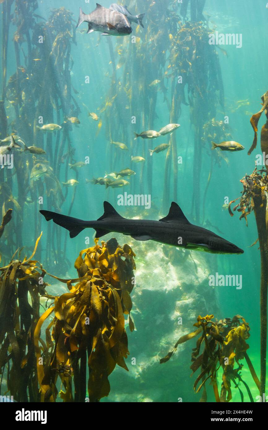 Spotted Gully Shark aka Sharptooth Houndshark among other fish Stock ...