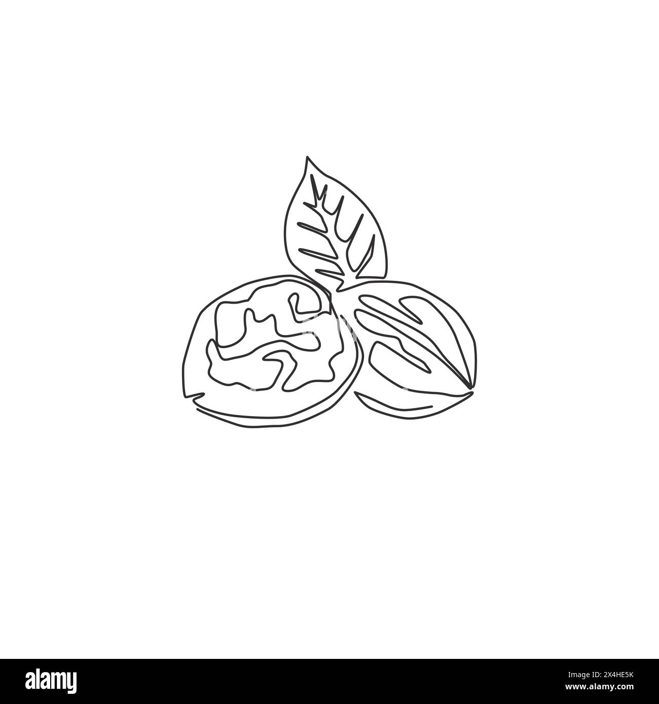 Single continuous line drawing whole healthy organic walnut and leaves ...