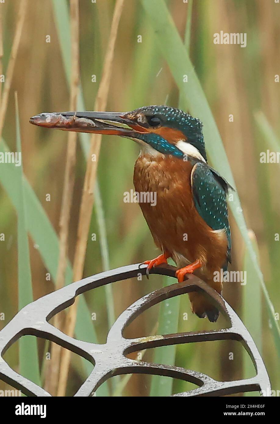 Purfleet Essex, UK. 03rd May, 2024. Kingfisher with fish at RSPB ...