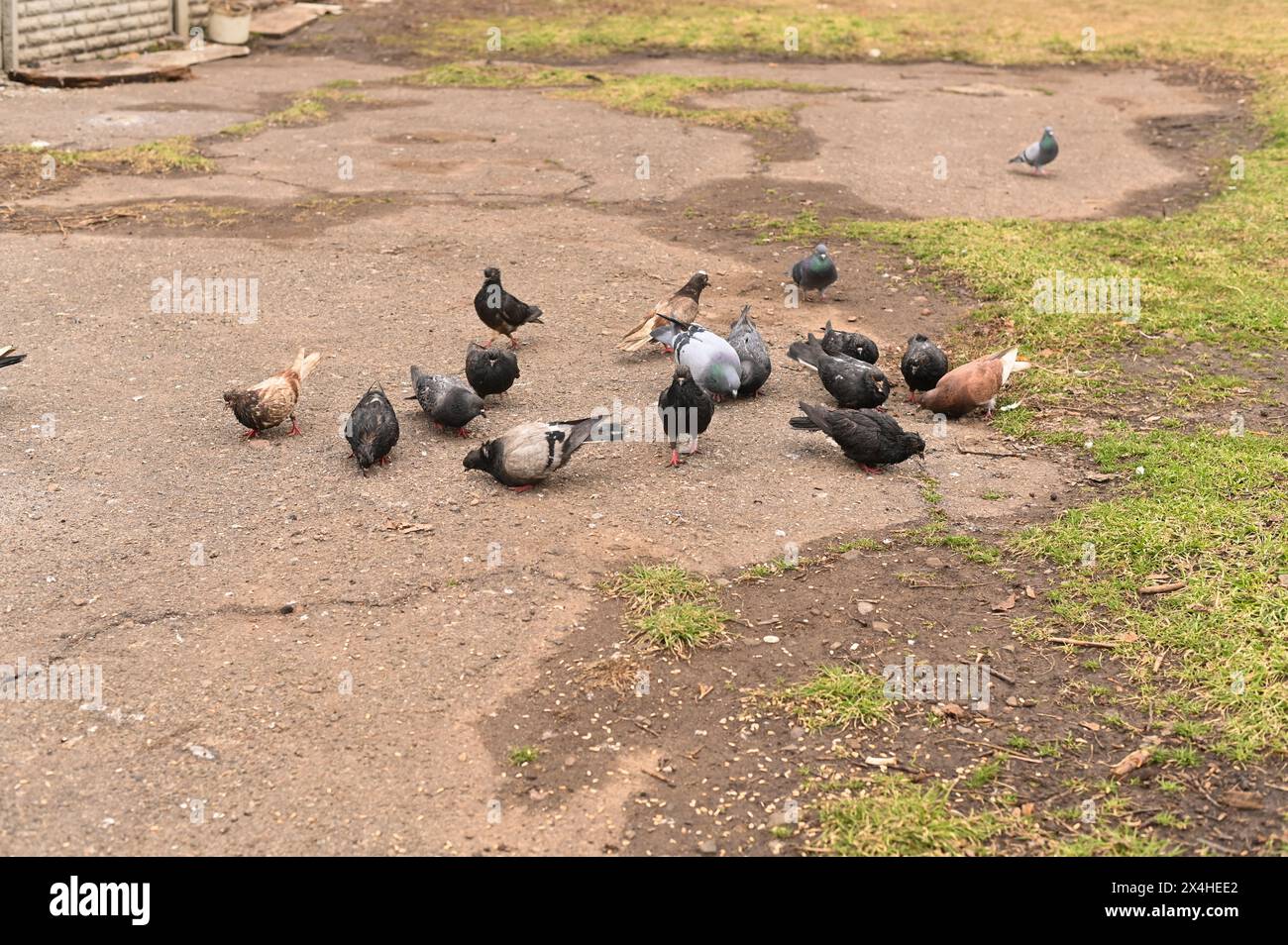 Pigeons crowd street group eat hi-res stock photography and images - Alamy