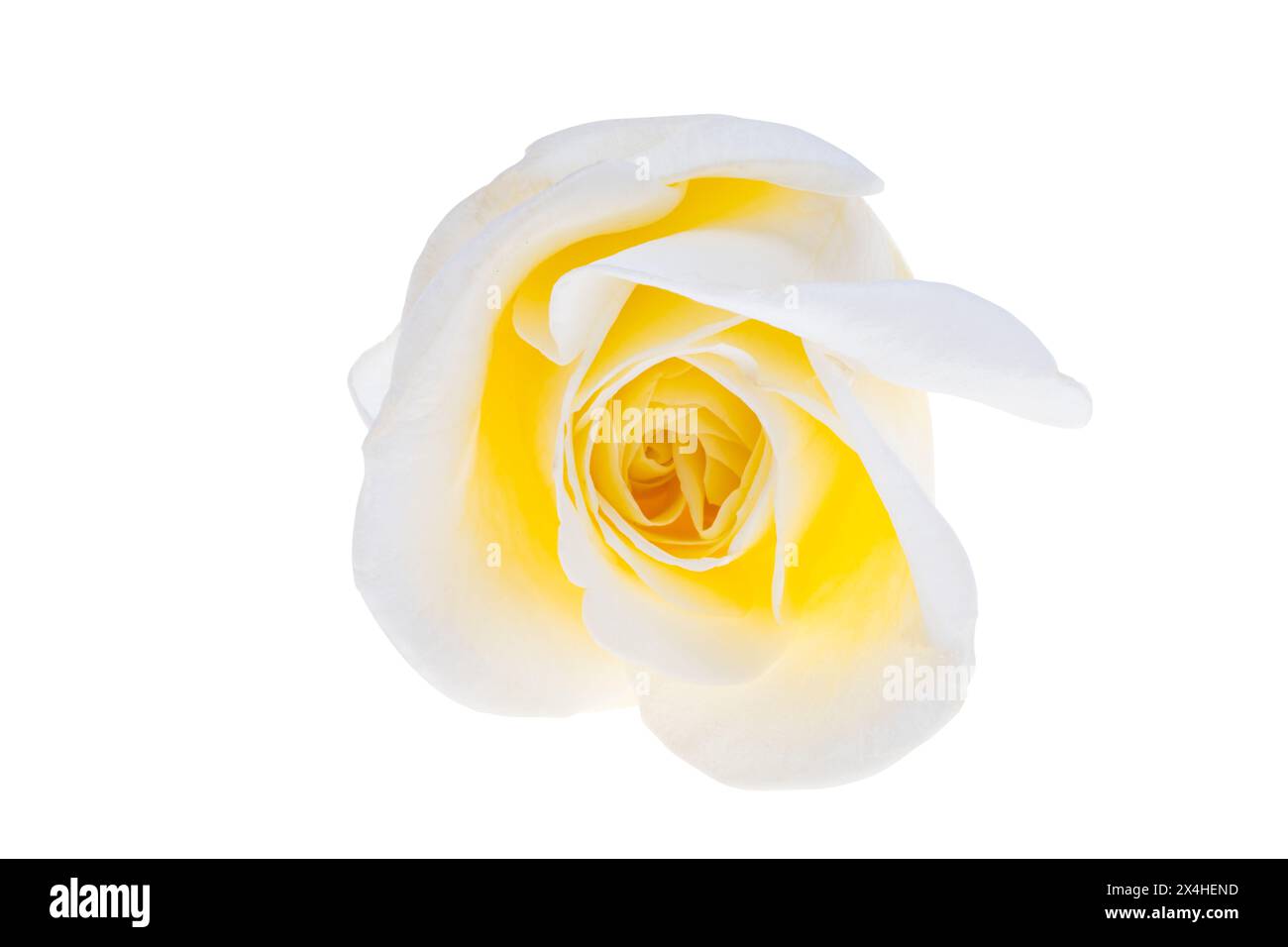 small white rose isolated on white background Stock Photo - Alamy