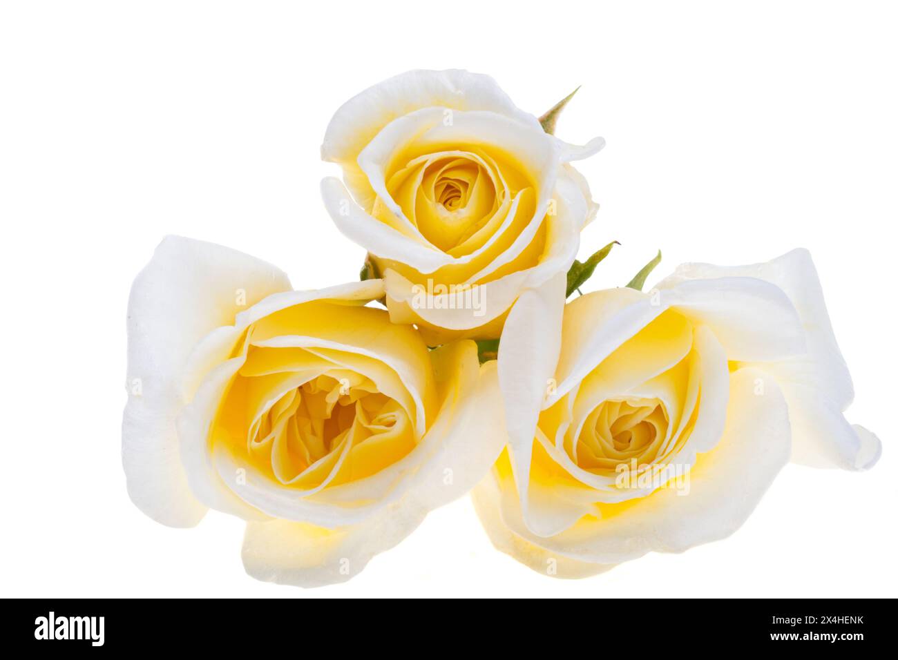 small white rose isolated on white background Stock Photo - Alamy