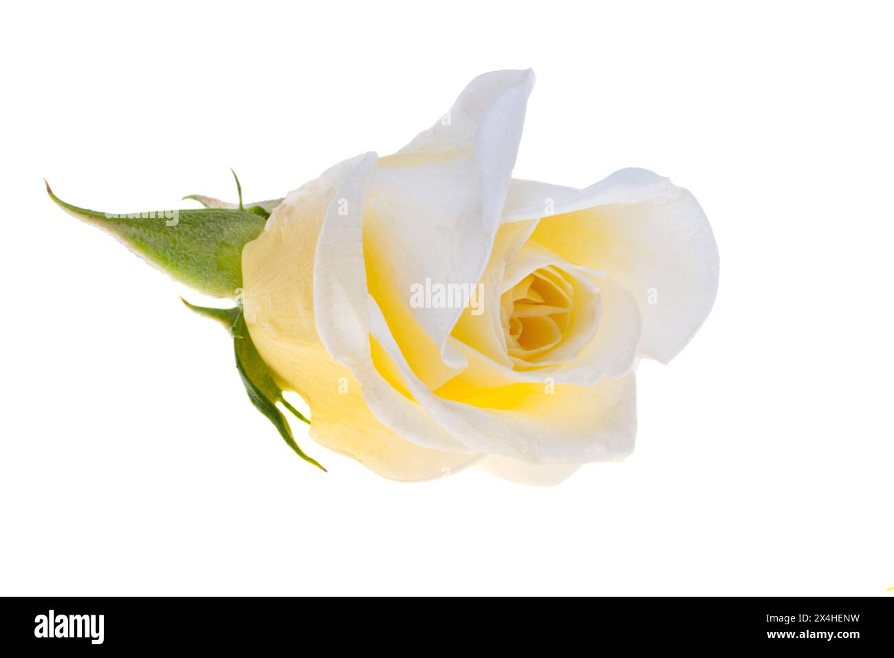 small white rose isolated on white background Stock Photo - Alamy