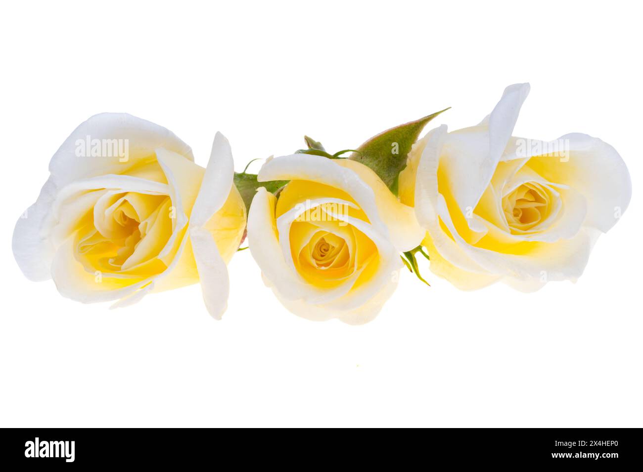 small white rose isolated on white background Stock Photo - Alamy