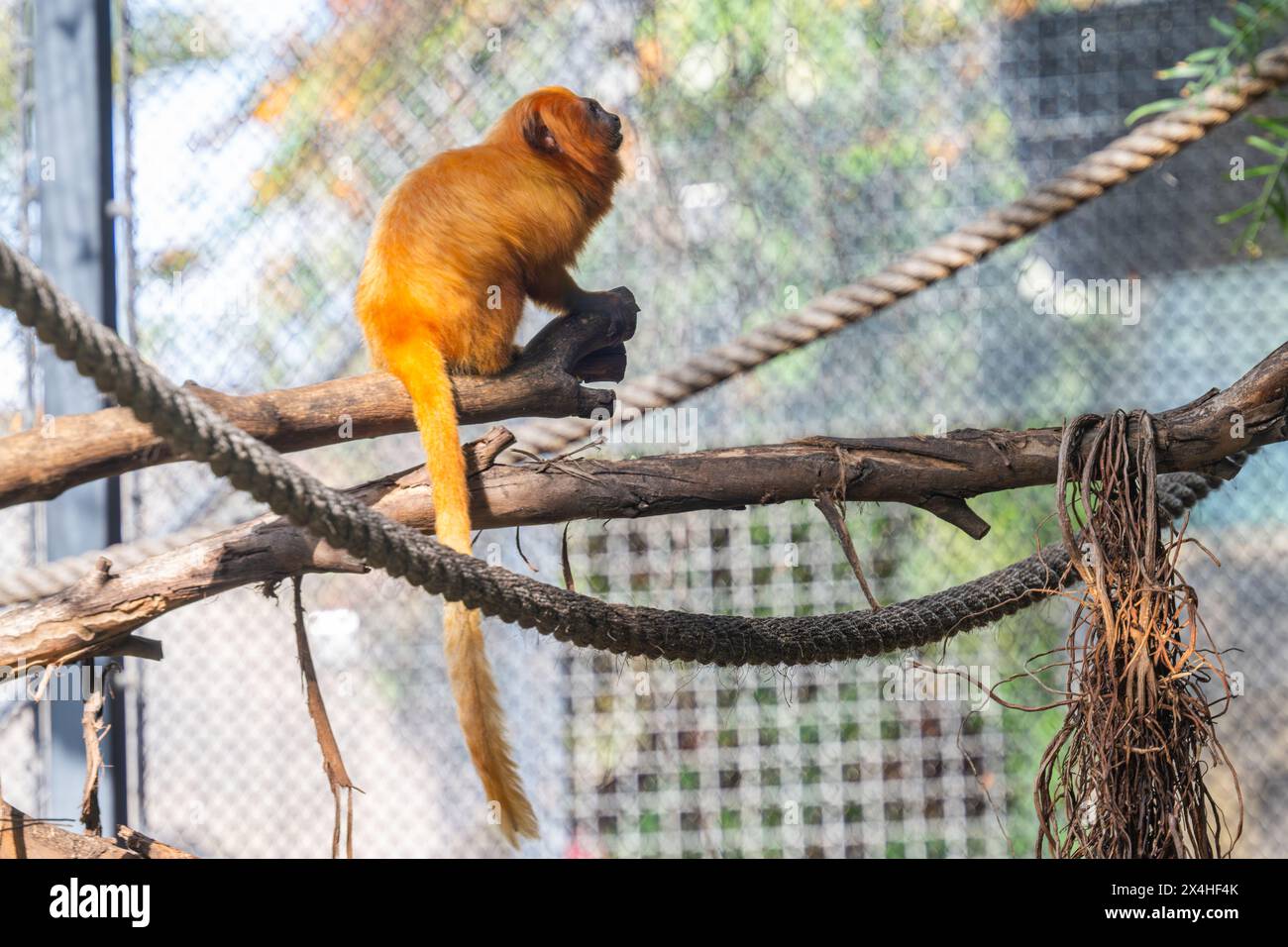 Monkey lion hi-res stock photography and images - Alamy