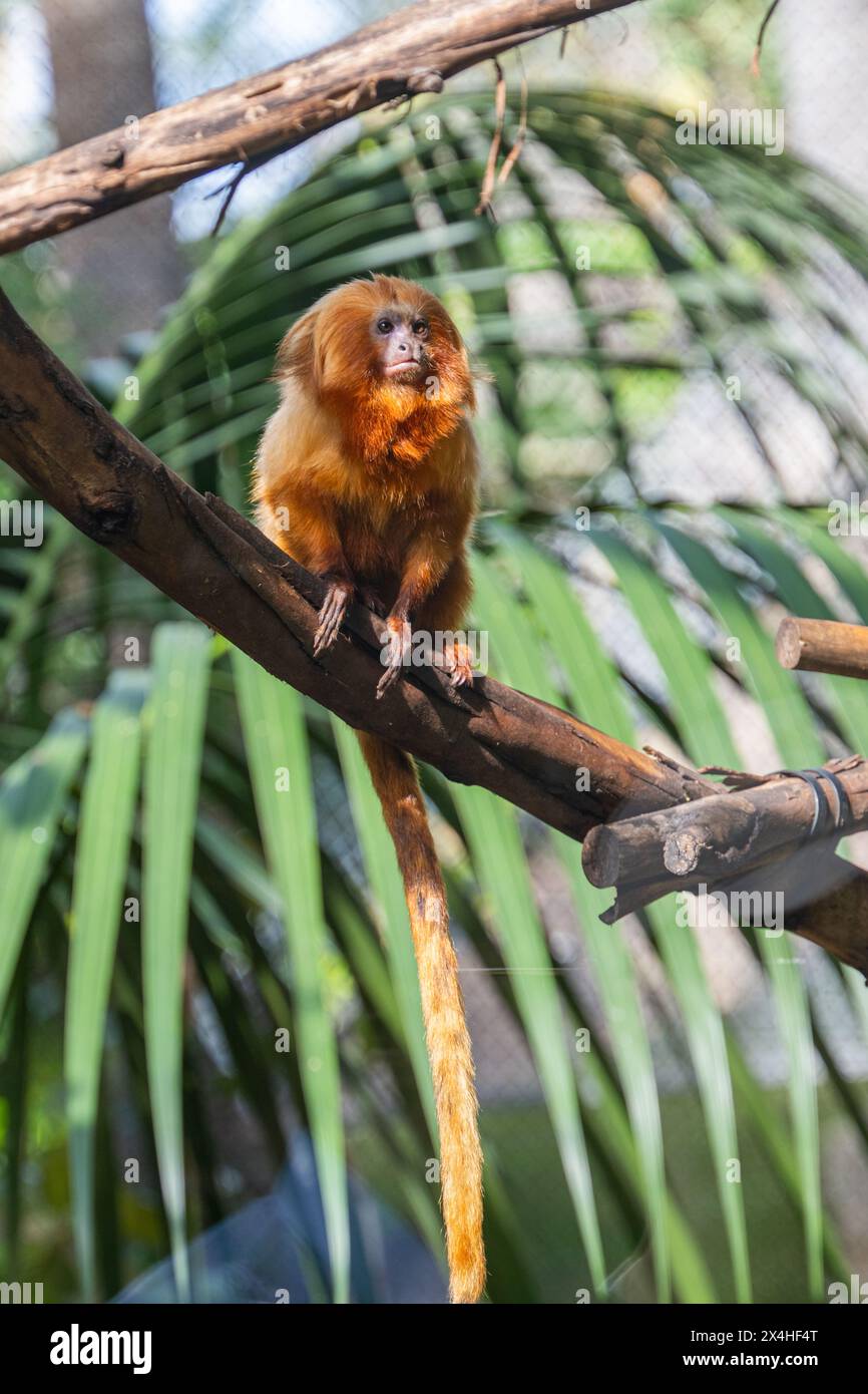 Monkey Lion Tamarin in the park Stock Photo - Alamy