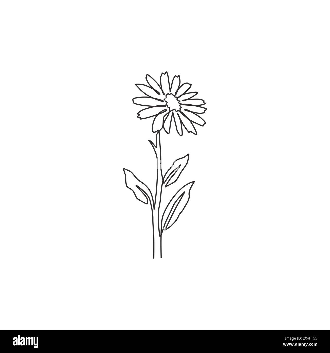 One Single Line Drawing Of Beauty Fresh Calendula For Home Wall Decor