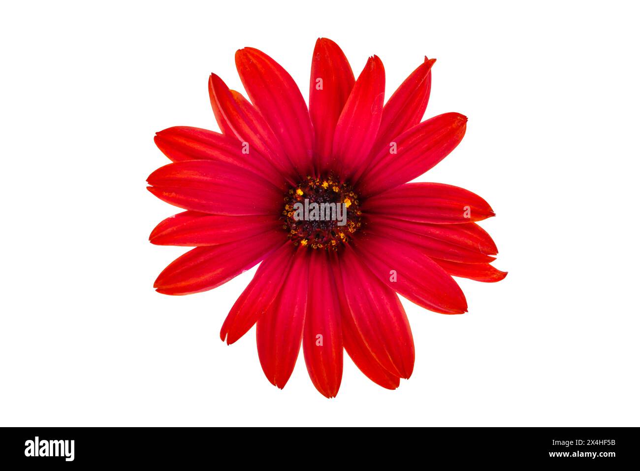 red Osteospermum flower isolated on white background Stock Photo - Alamy