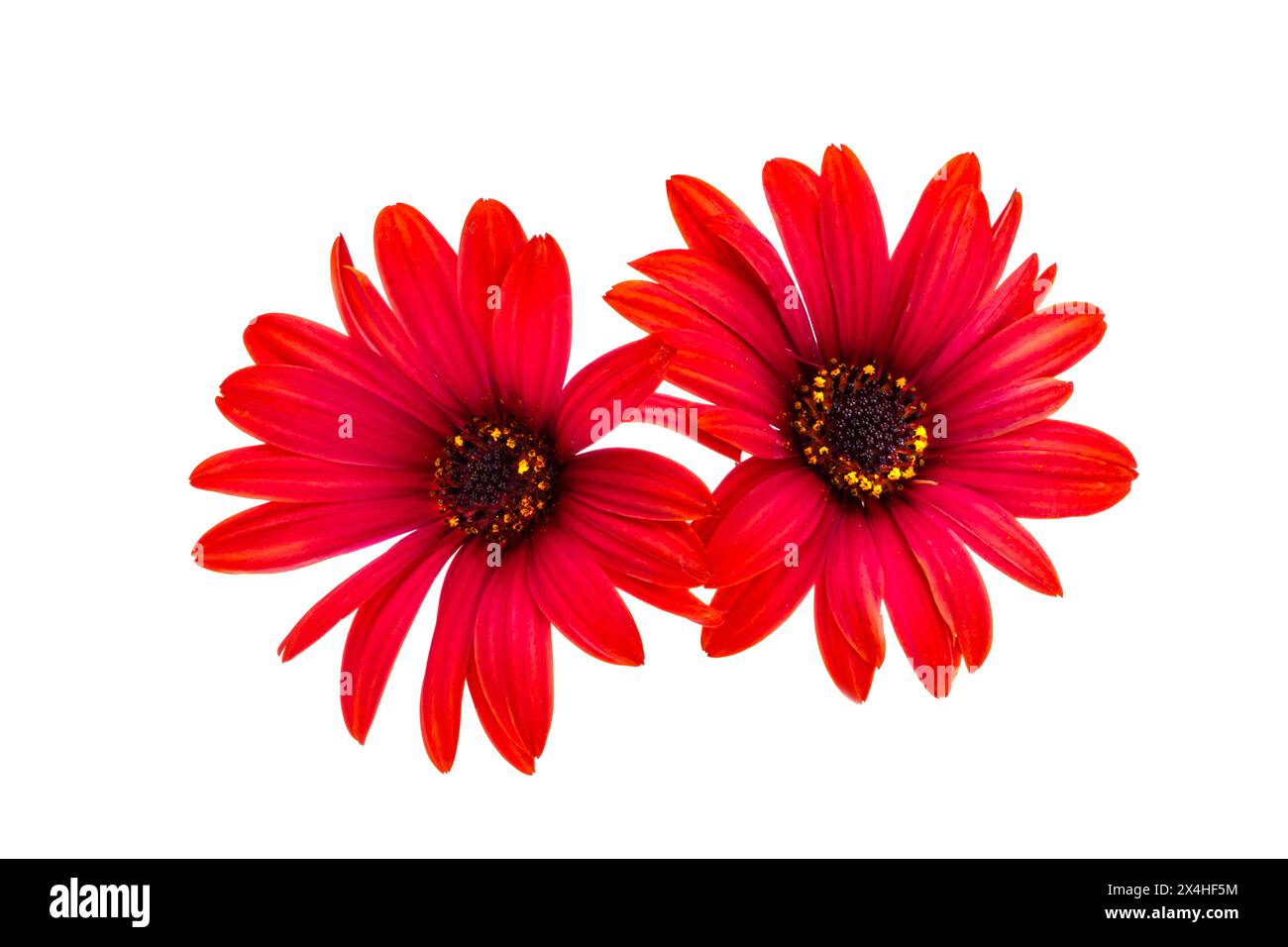 red Osteospermum flower isolated on white background Stock Photo - Alamy