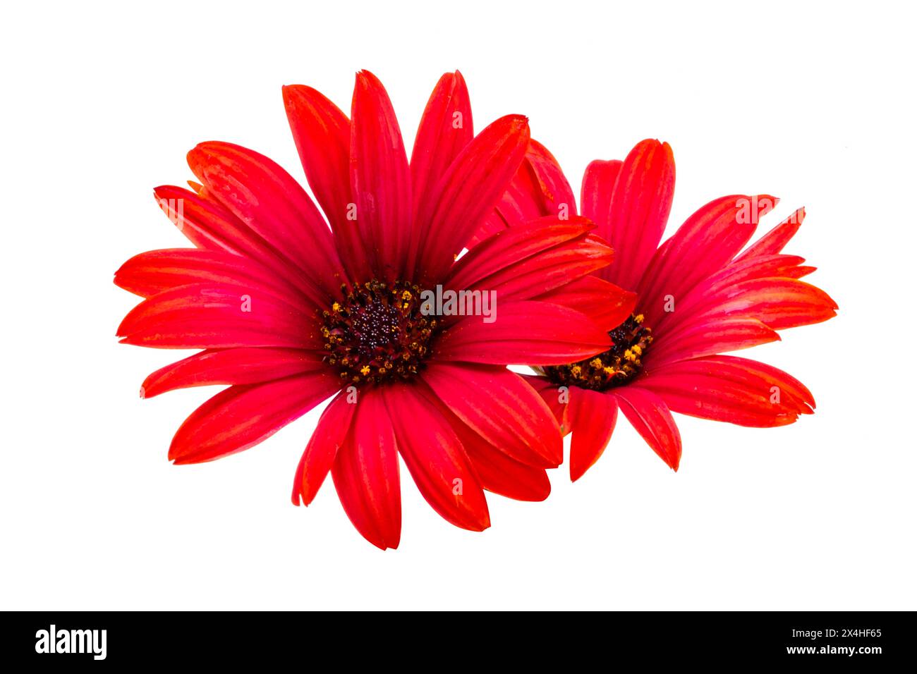 red Osteospermum flower isolated on white background Stock Photo - Alamy