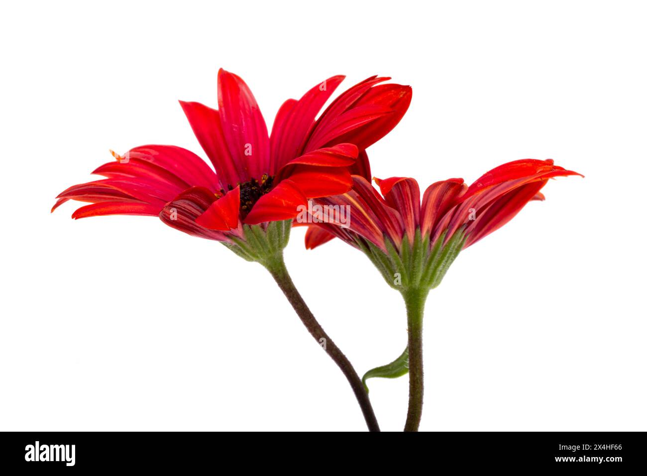 red Osteospermum flower isolated on white background Stock Photo - Alamy
