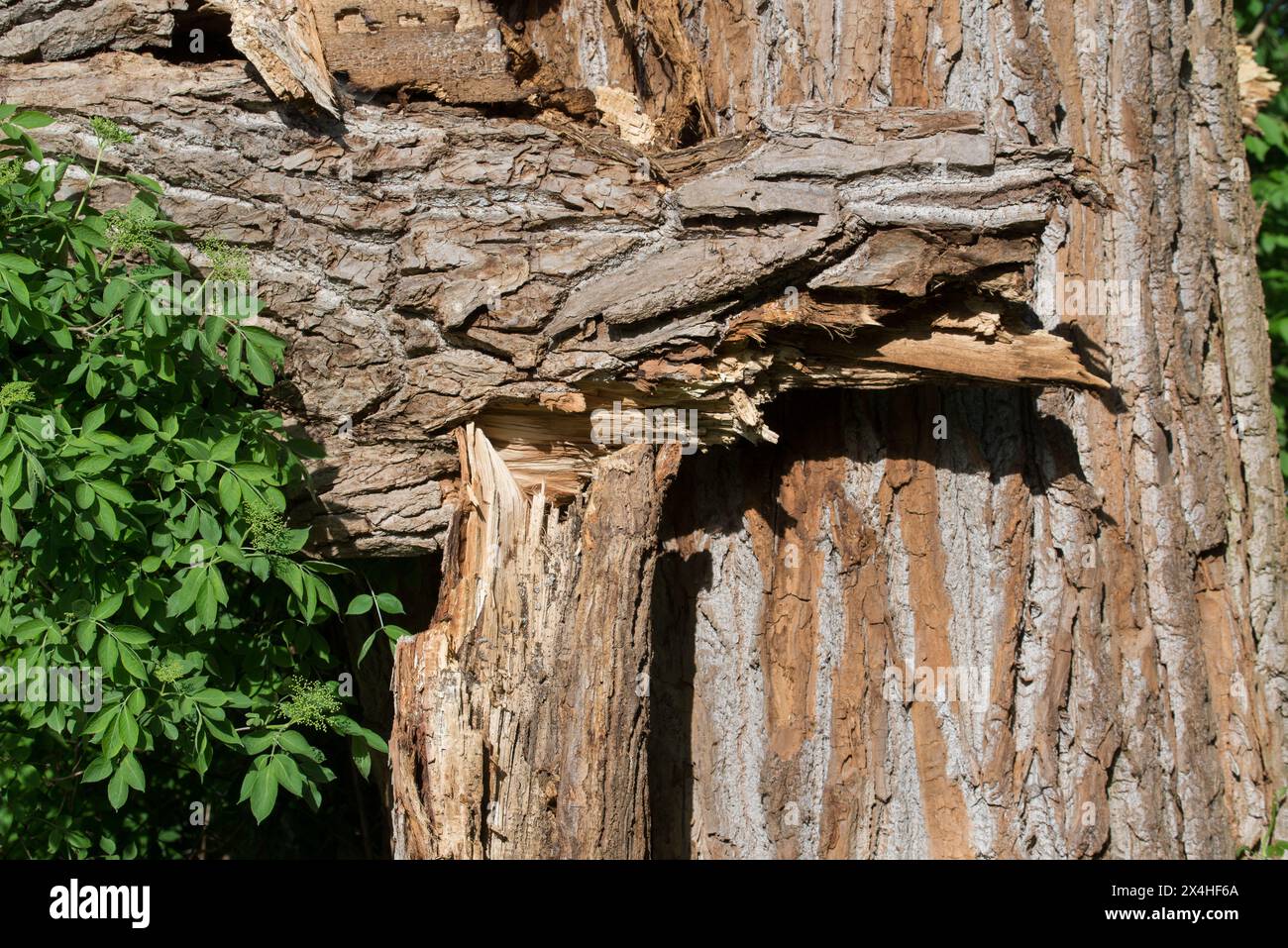 Poplar tree hi-res stock photography and images - Alamy