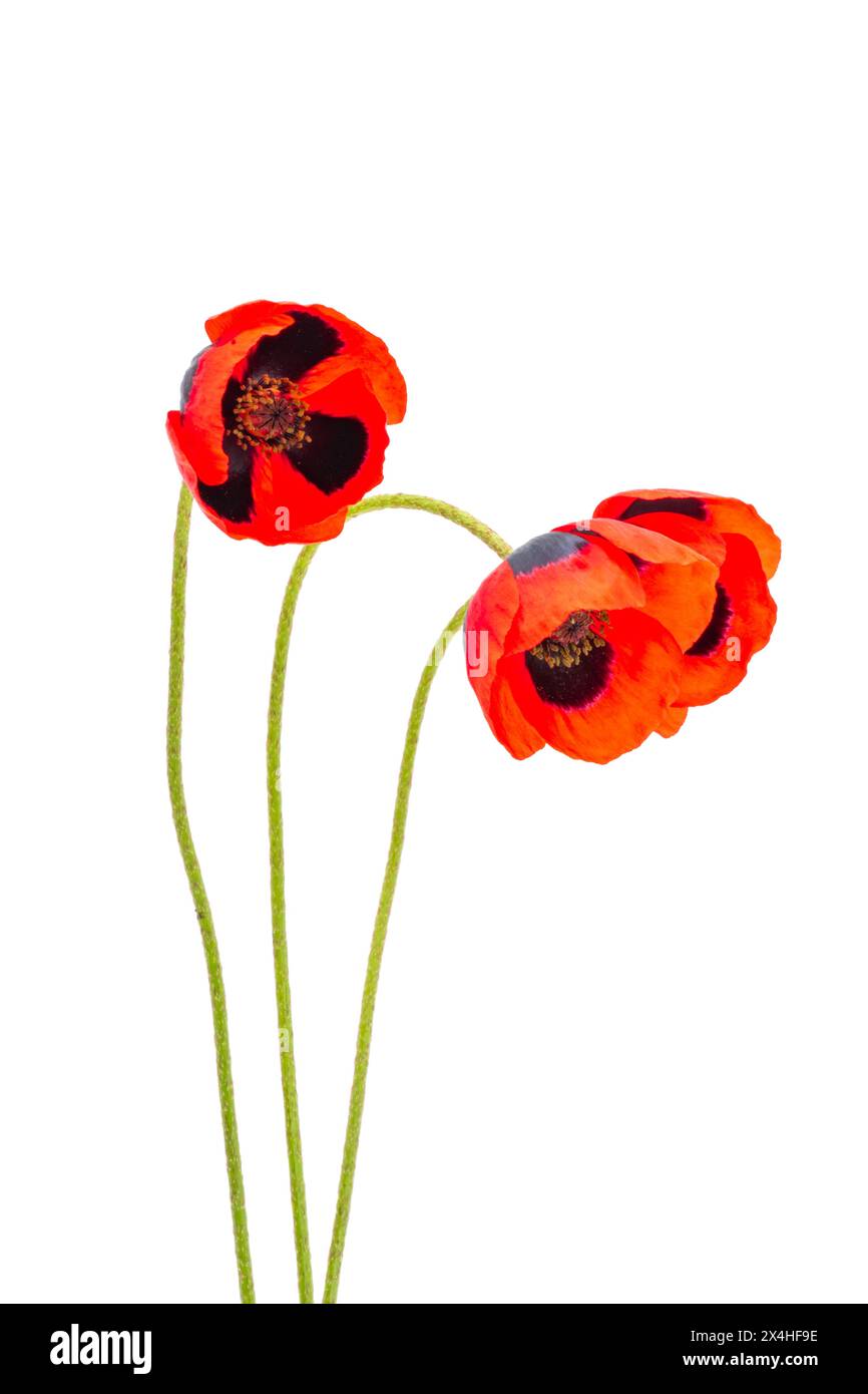 red meadow poppy isolated on white background Stock Photo - Alamy