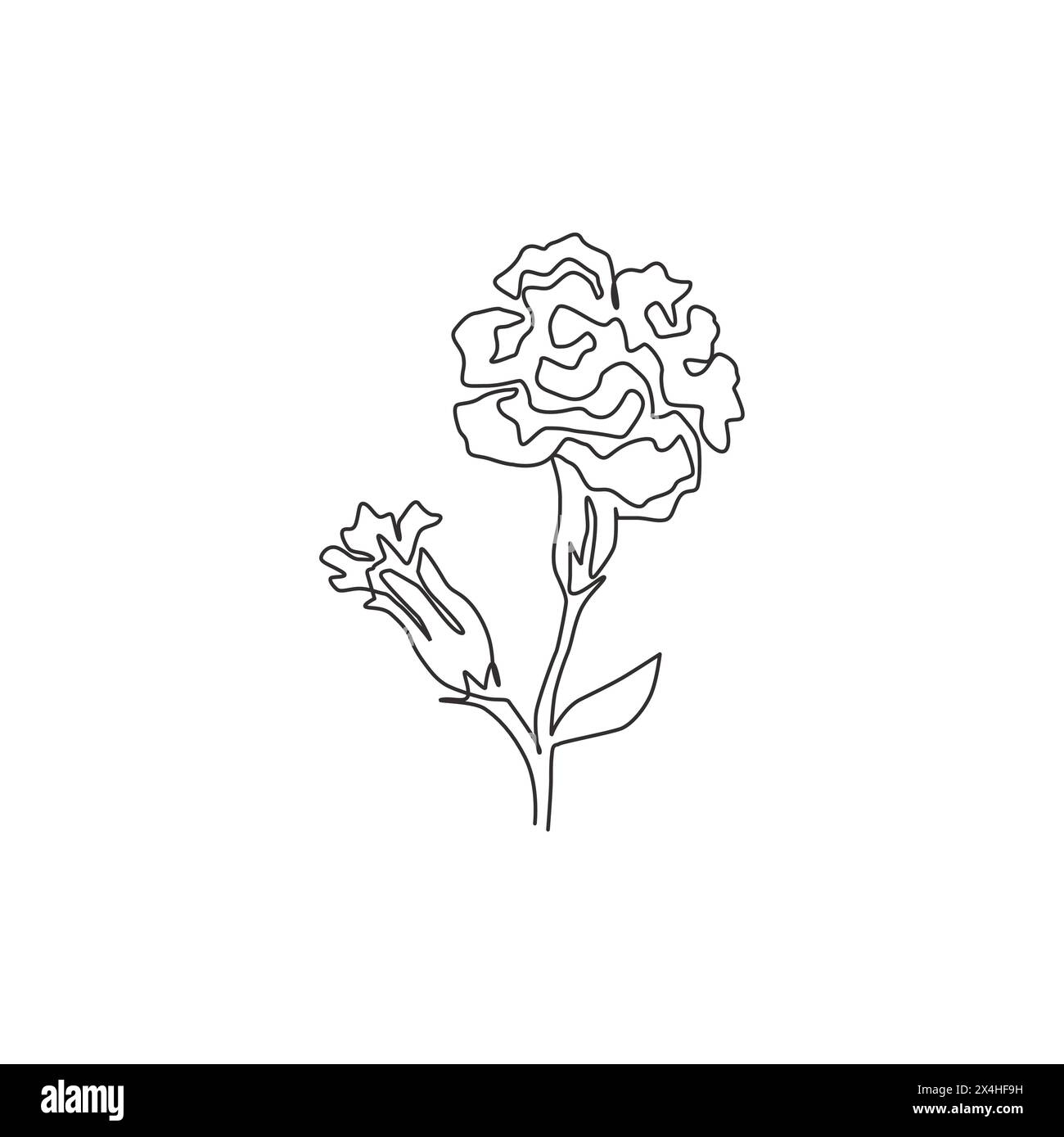 Single Continuous Line Drawing Beauty Fresh Dianthus For Home Decor