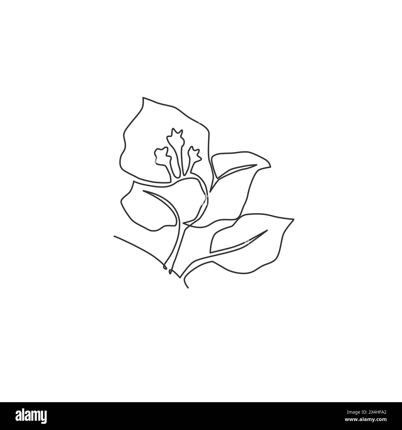 Single continuous line drawing of beauty fresh bougainville for home ...