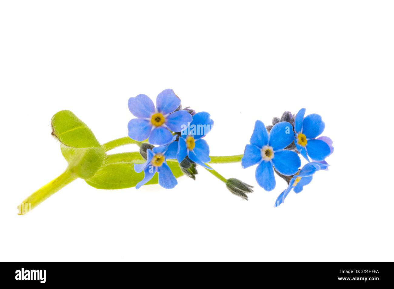 forget-me-not flowers isolated on white background Stock Photo - Alamy