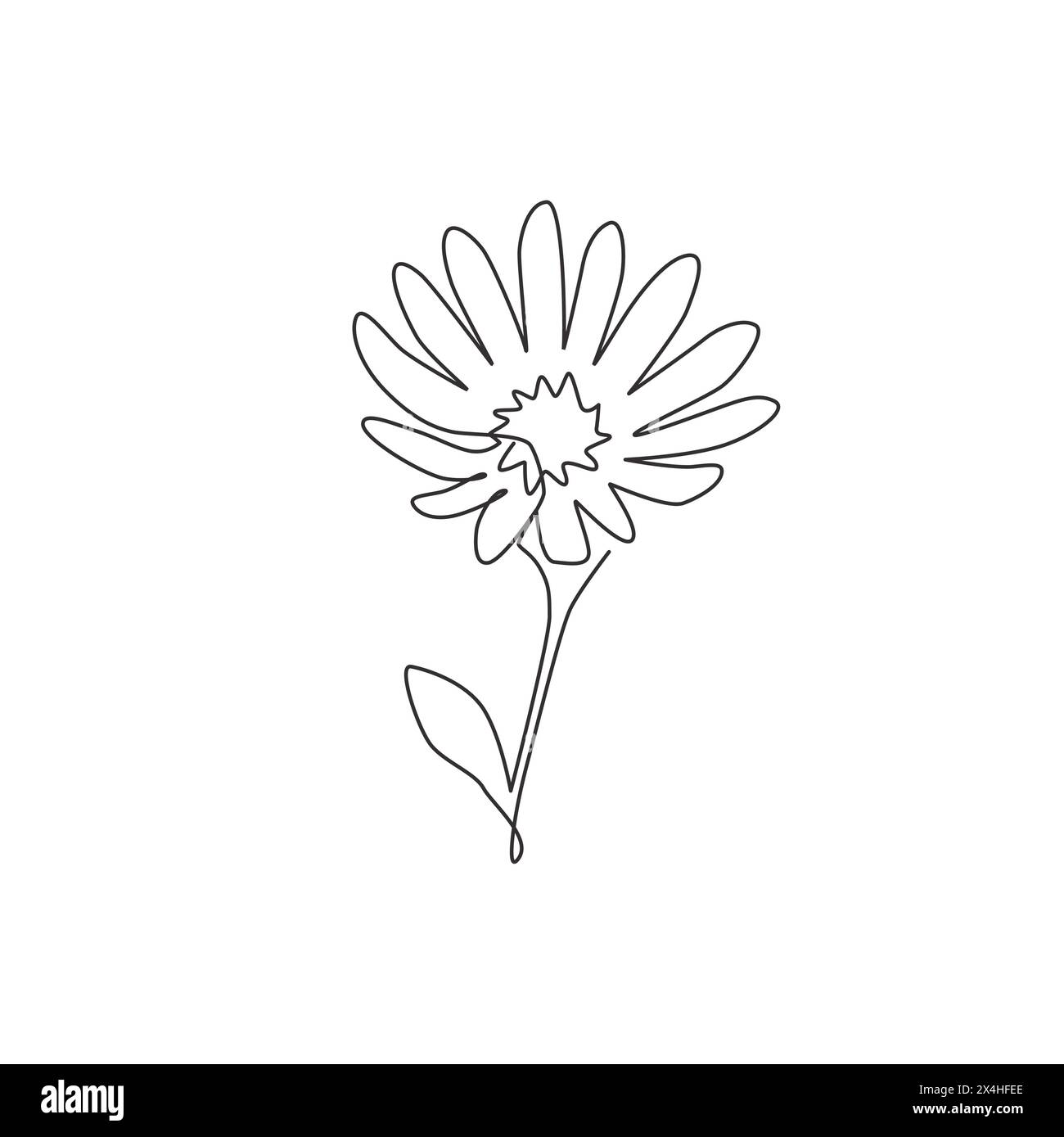 Aster Asteraceae Stock Vector Images Alamy