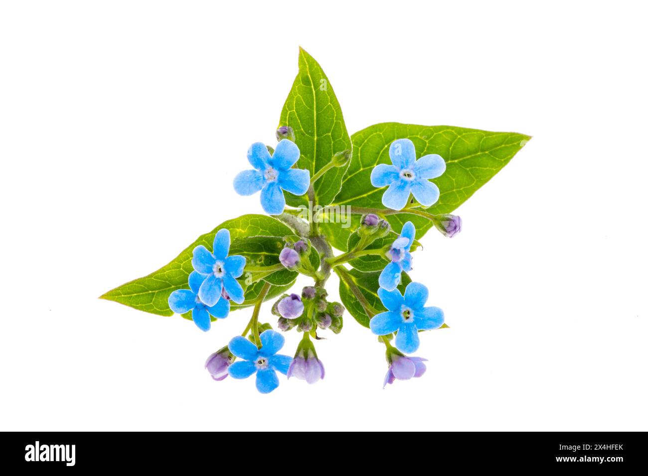 forget-me-not flowers isolated on white background Stock Photo - Alamy