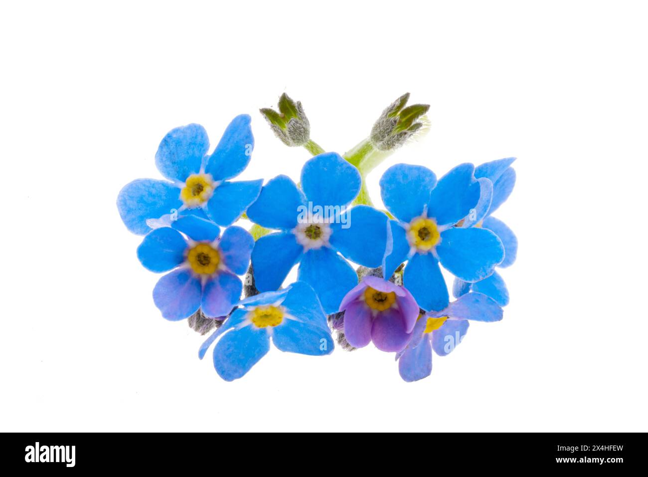 forget-me-not flowers isolated on white background Stock Photo - Alamy