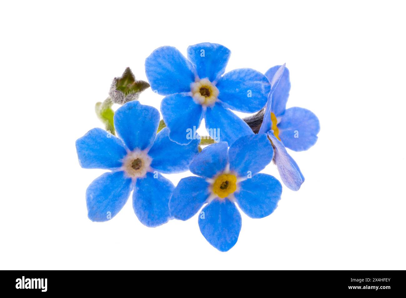 forget-me-not flowers isolated on white background Stock Photo - Alamy