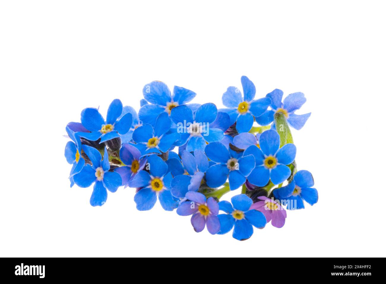 forget-me-not flowers isolated on white background Stock Photo - Alamy