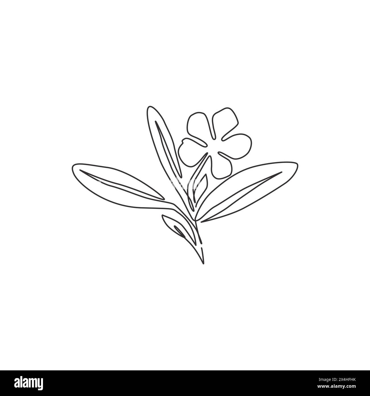 Single Continuous Line Drawing Of Beauty Fresh Periwinkle For Garden