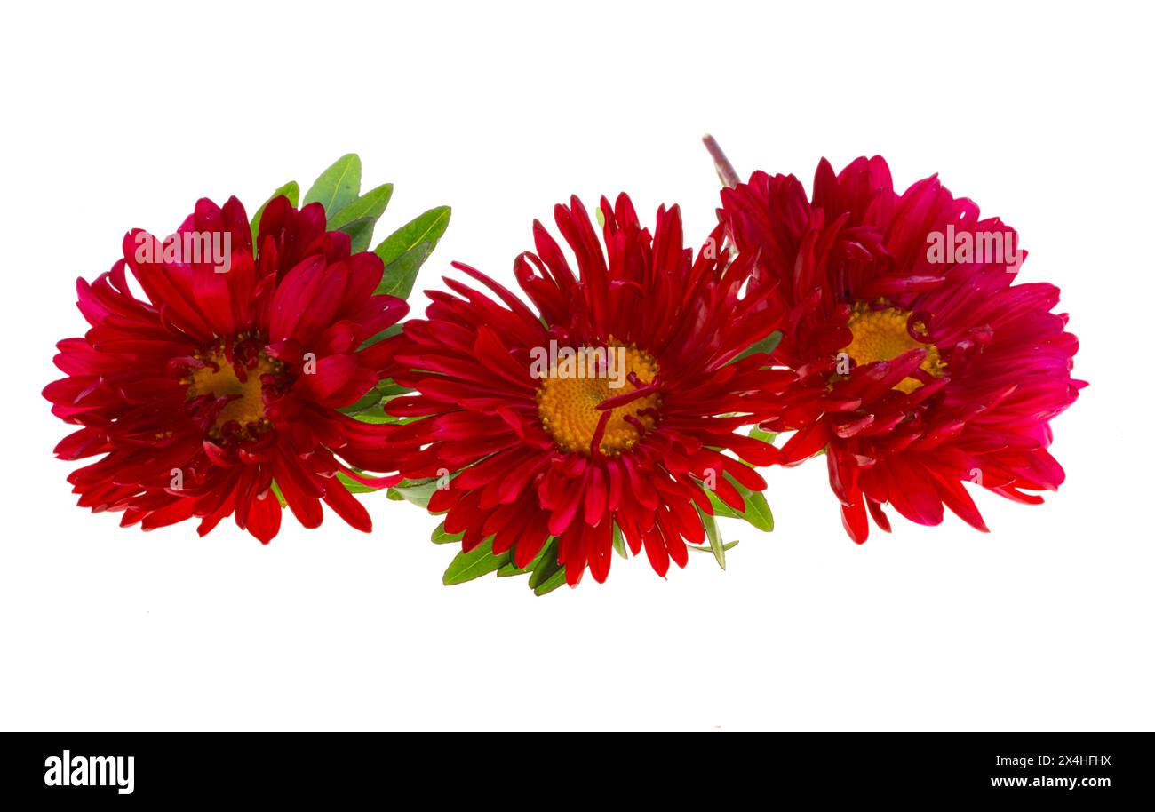 red aster isolated on white background Stock Photo - Alamy