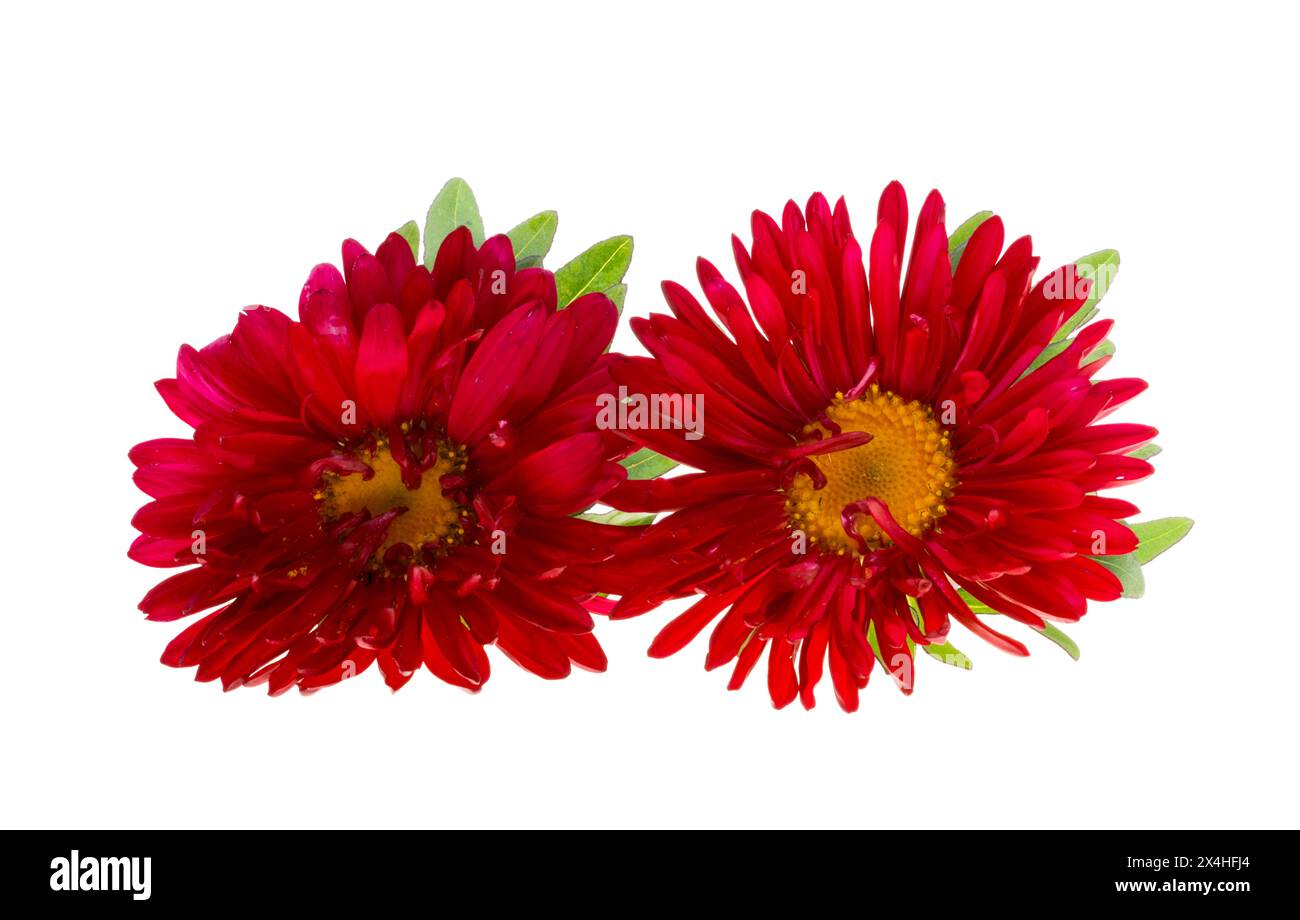 red aster isolated on white background Stock Photo - Alamy