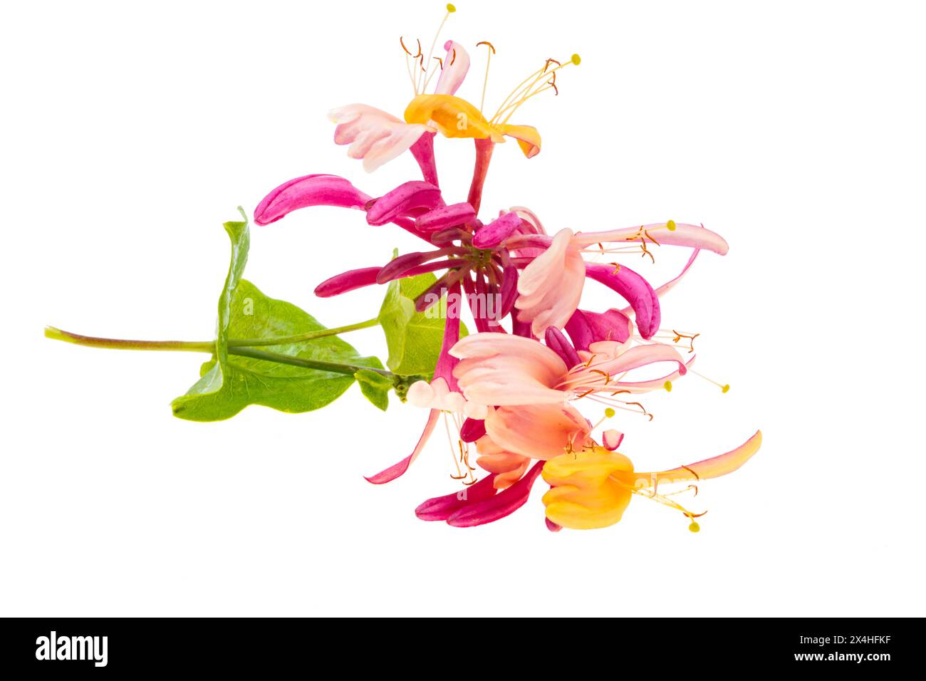 red honeysuckle flower isolated on white background Stock Photo - Alamy