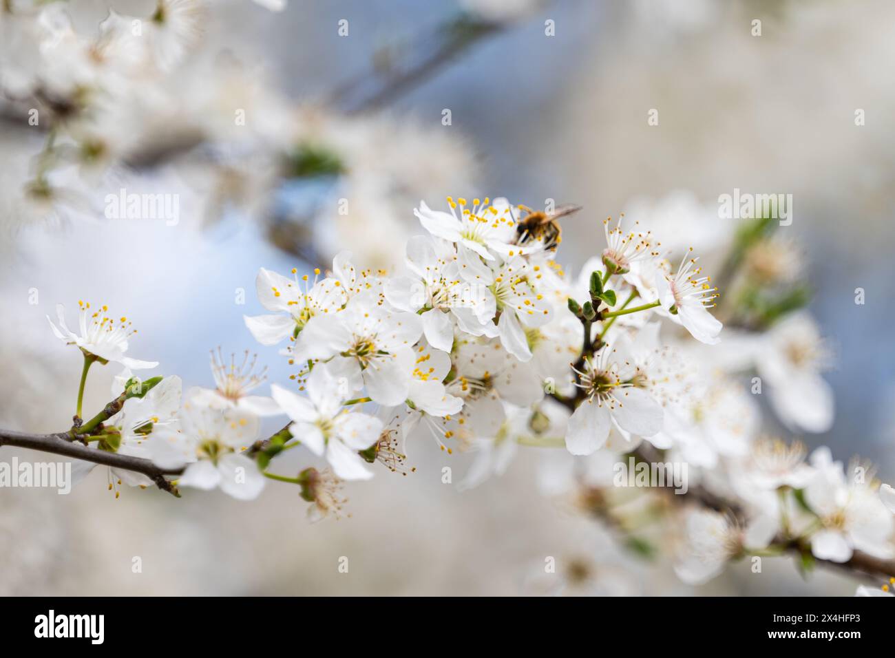 cherry blossom branches in spring Stock Photo - Alamy