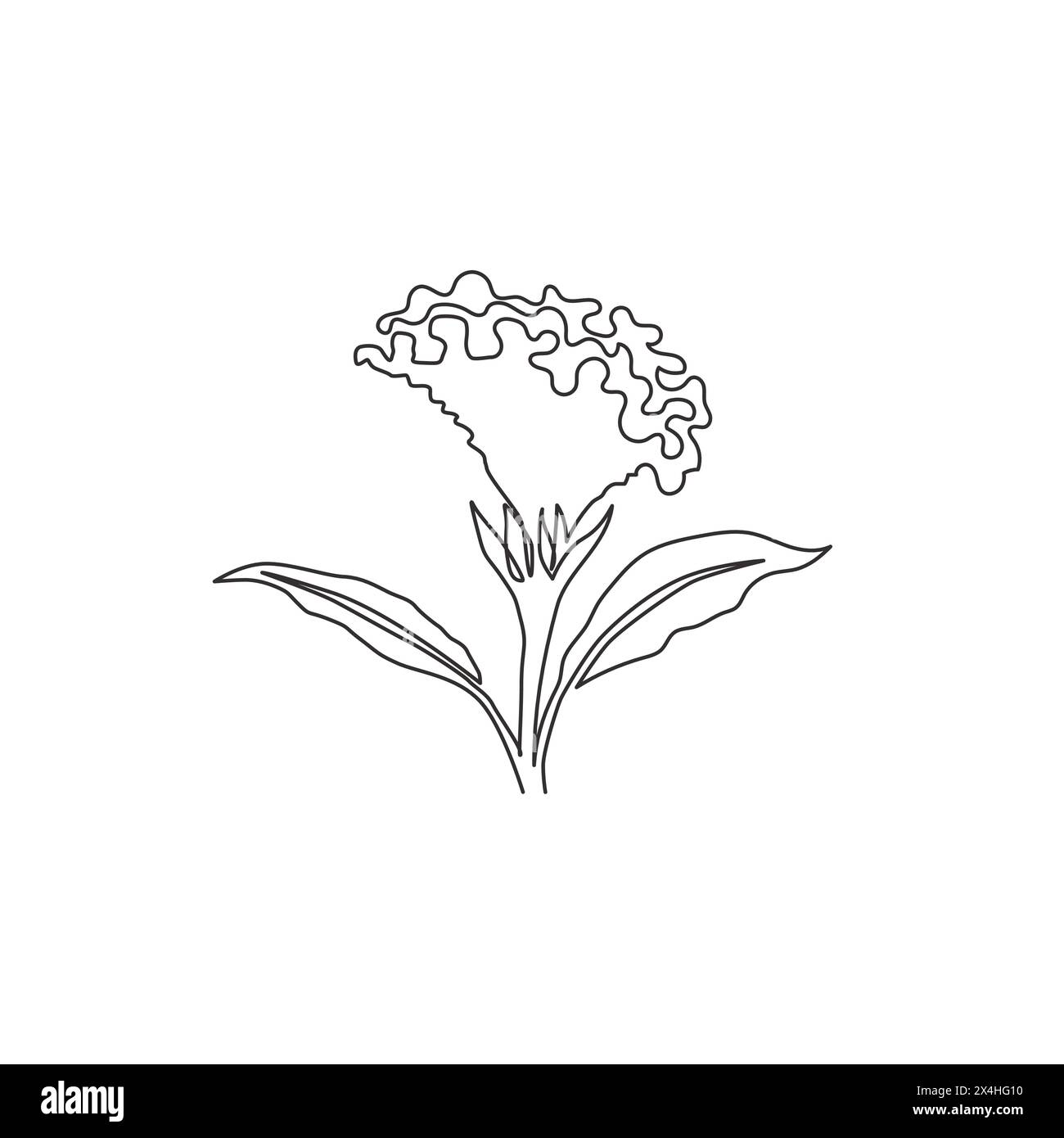 Celosia Stock Vector Images Alamy
