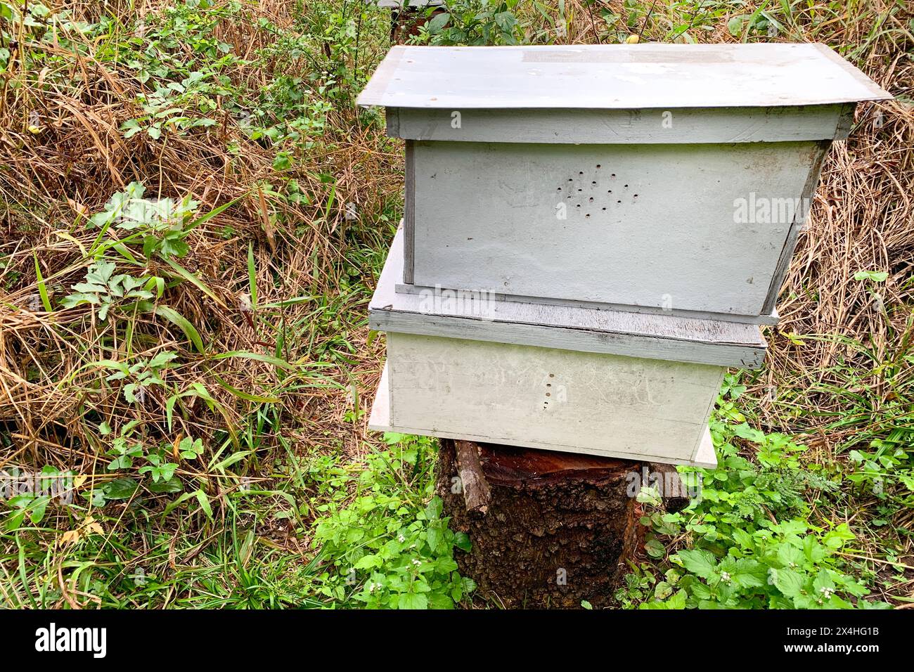 Traditional wooden bee hives in the forest Stock Photo - Alamy