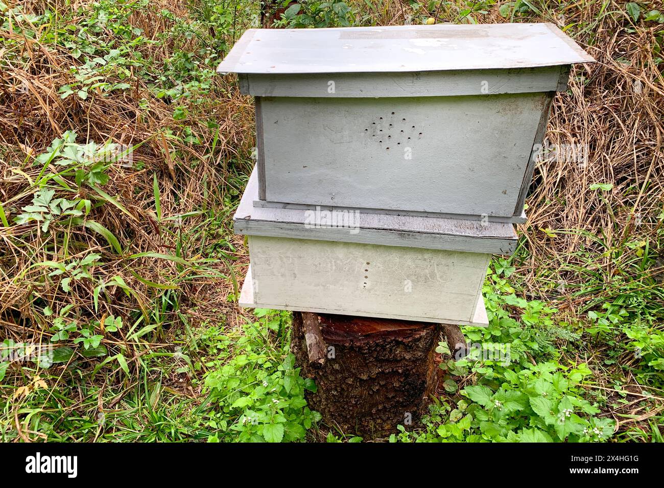 Traditional wooden bee hives in the forest Stock Photo - Alamy