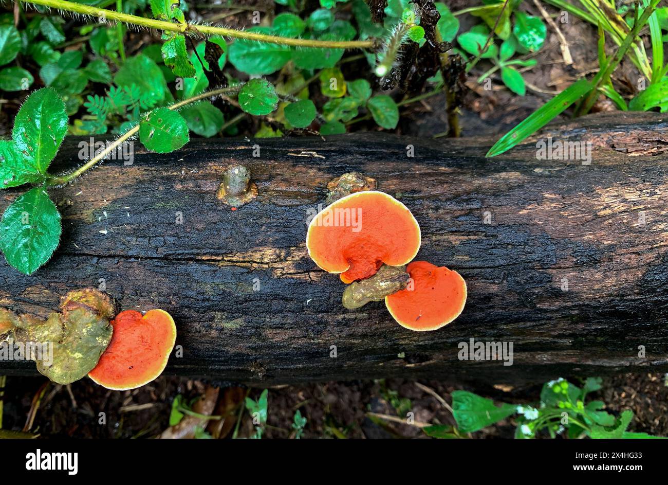 Orange fungus growing on the moist wood Stock Photo - Alamy