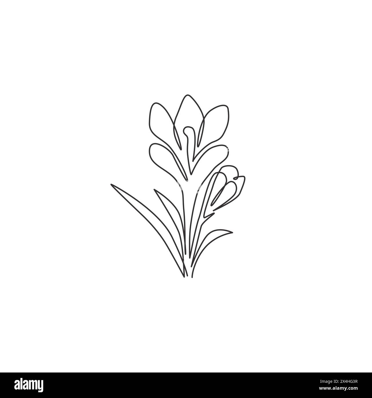 Single continuous line drawing of beauty fresh croci for home wall art ...