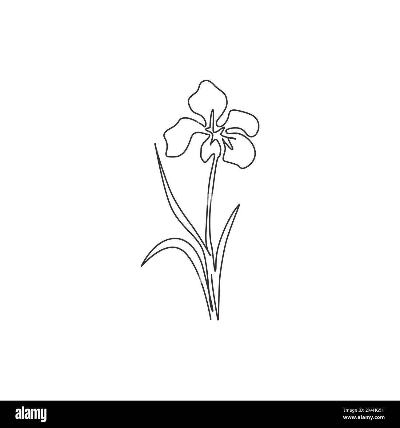 Perennial plants blossom Stock Vector Images - Alamy