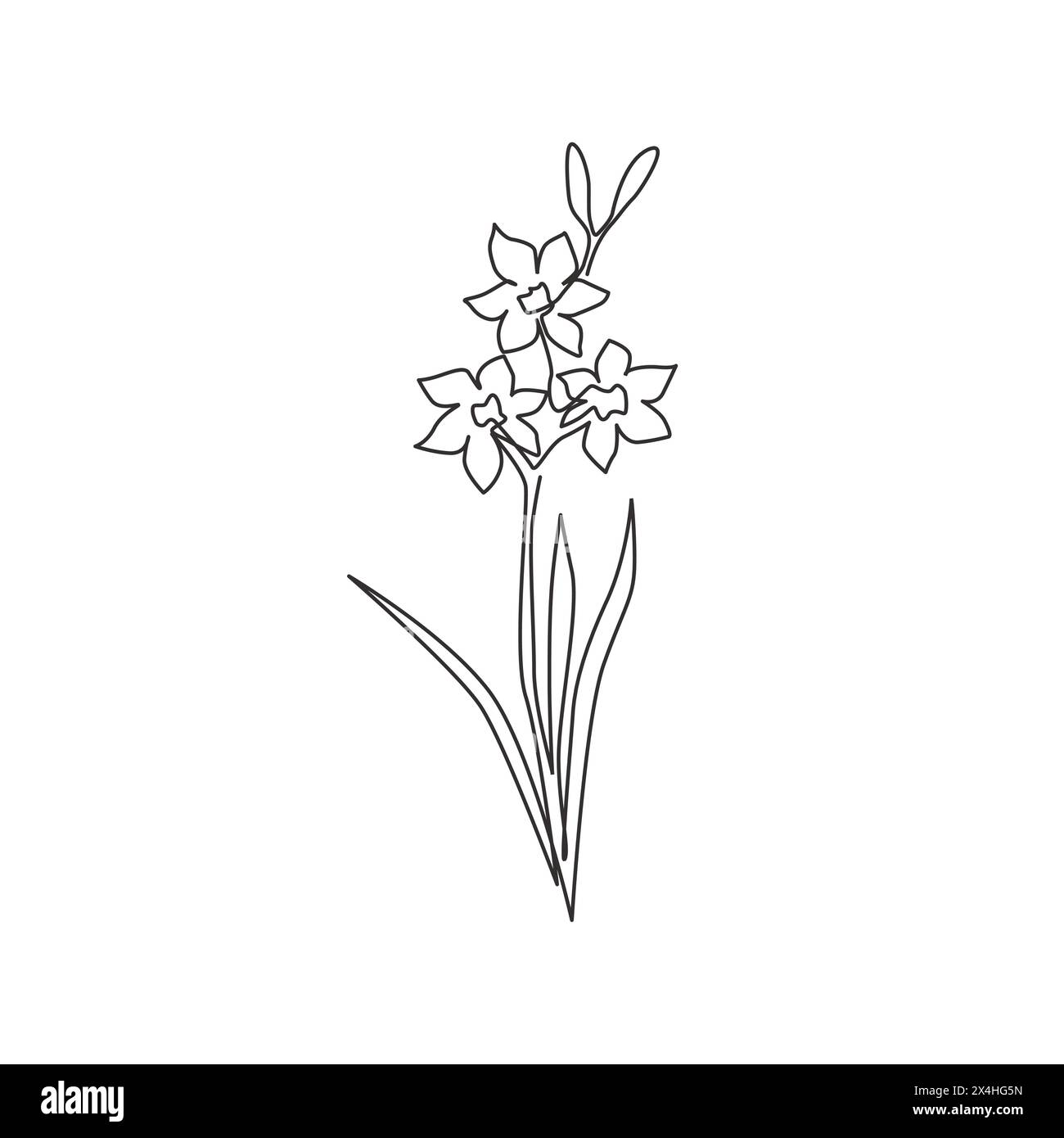 Dafodil Stock Vector Images - Alamy