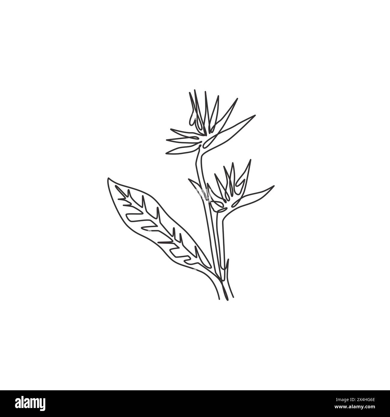One continuous line drawing beauty fresh strelitzia for home art wall ...