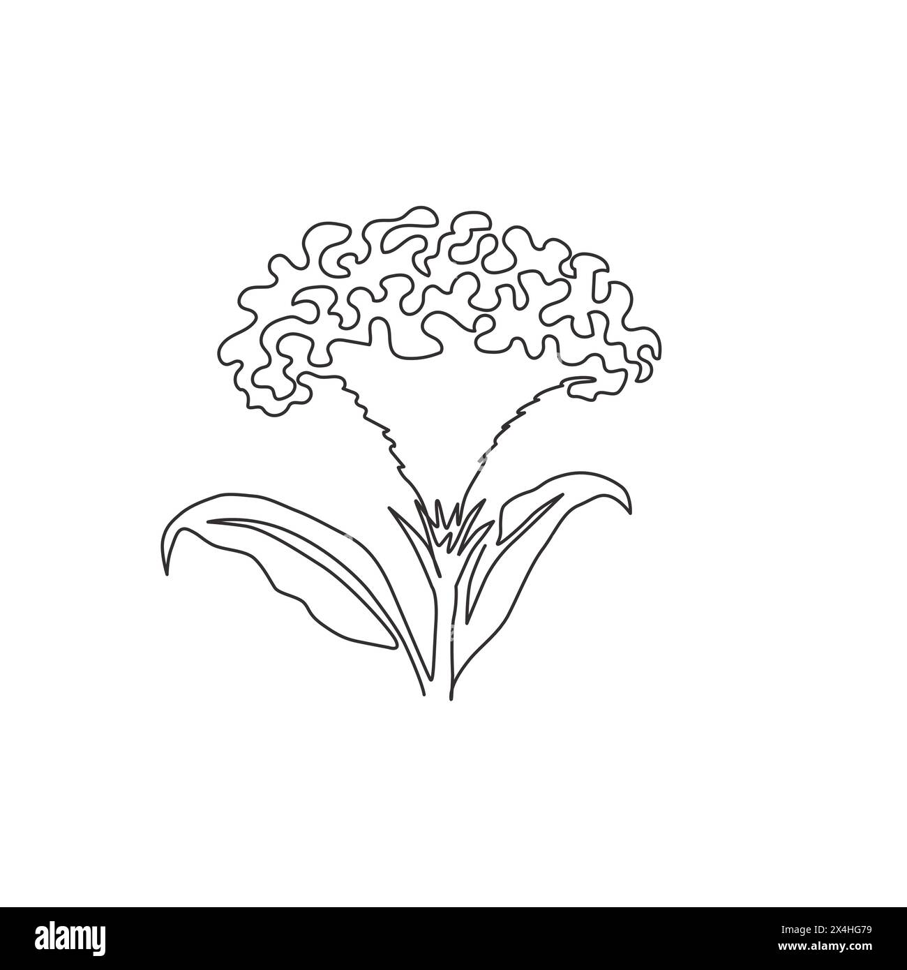 Celosia Stock Vector Images Alamy